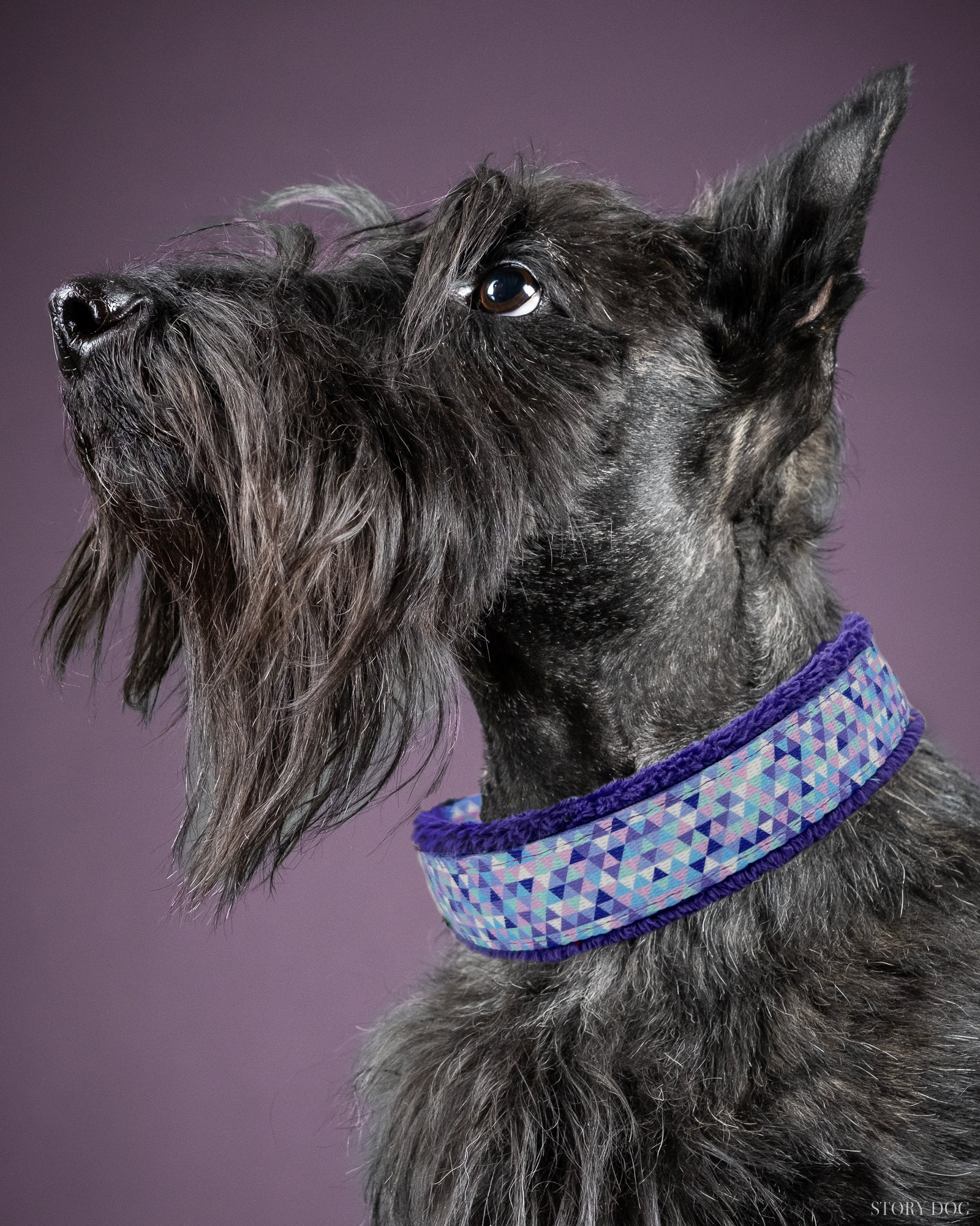 Everyday Limited Slip Collars – Gotcollars&more